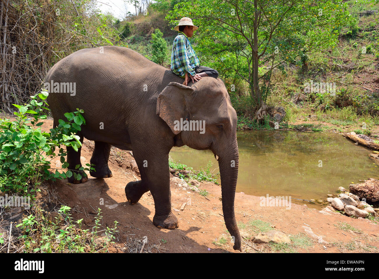 Mahout taking a rescued logging elephant for bathing in the stream at ...