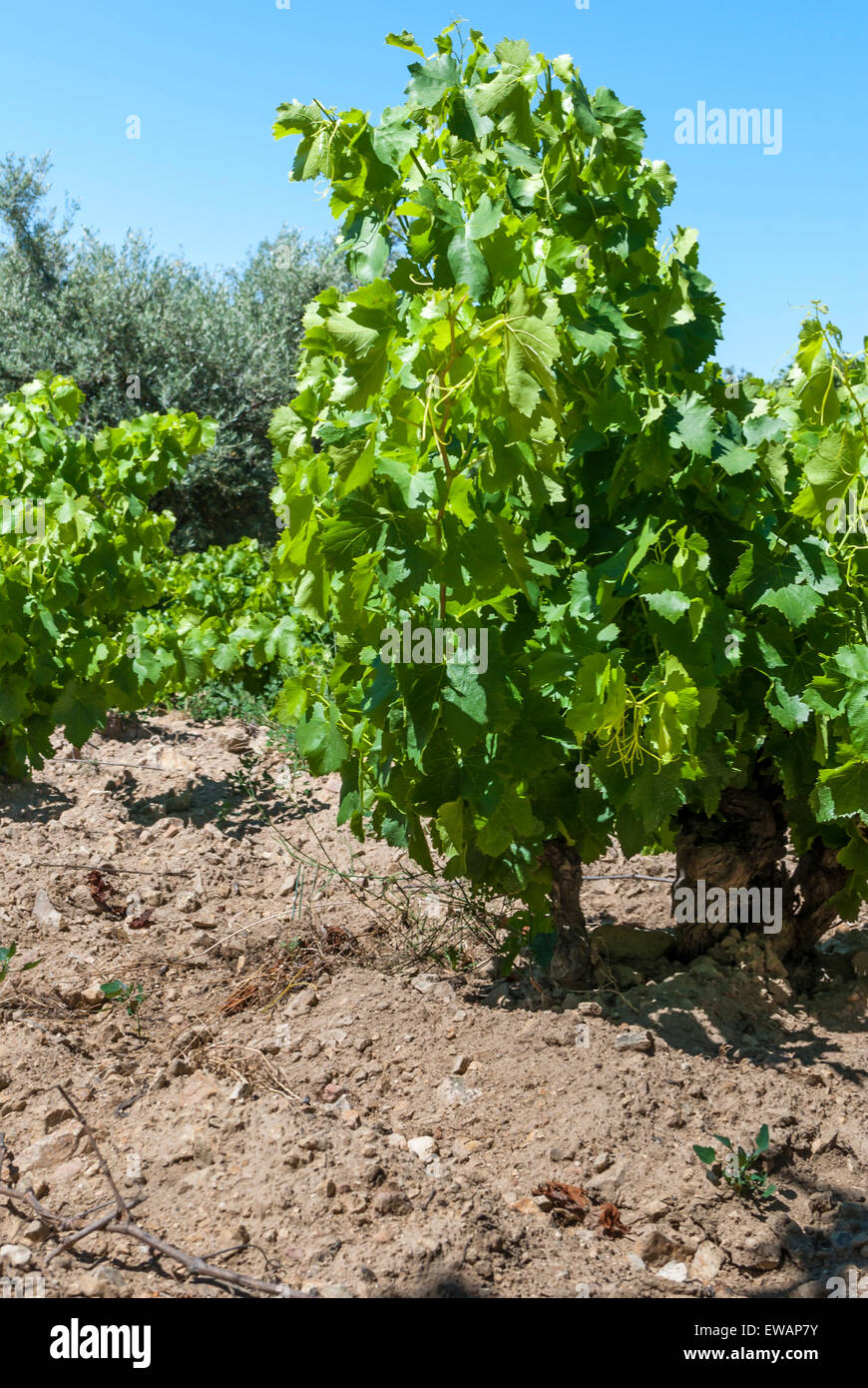 Kosher industry hi-res stock photography and images - Alamy