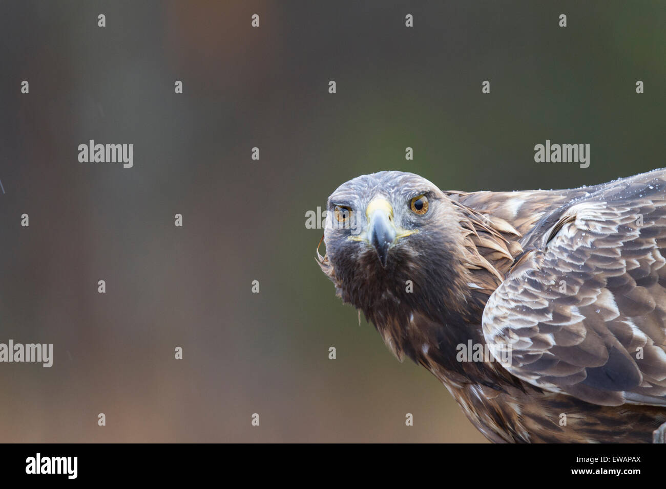 Portrait of Golden Eagle staring in the camera Stock Photo - Alamy