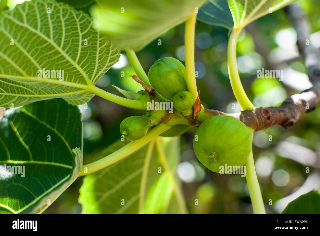 Green leafs tree branch hi-res stock photography and images - Alamy