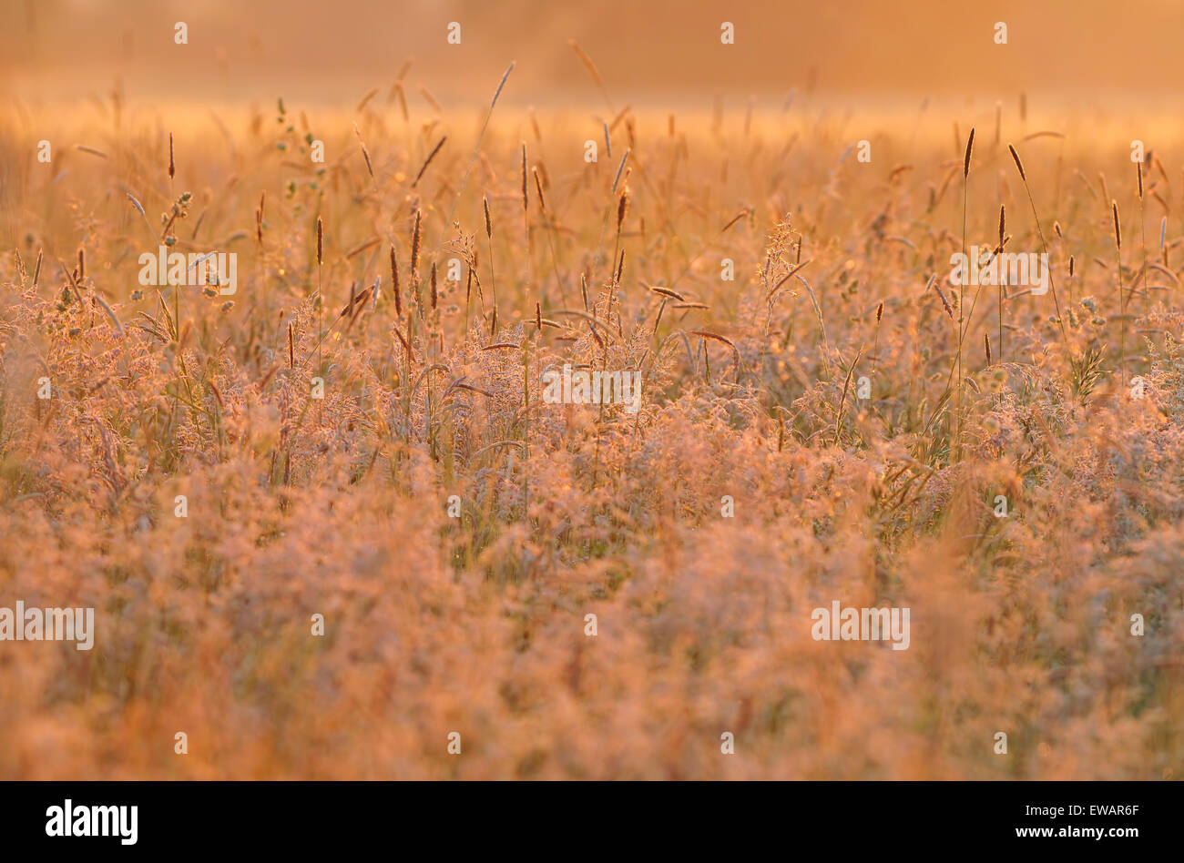 Grassland landscape morning hi-res stock photography and images - Alamy