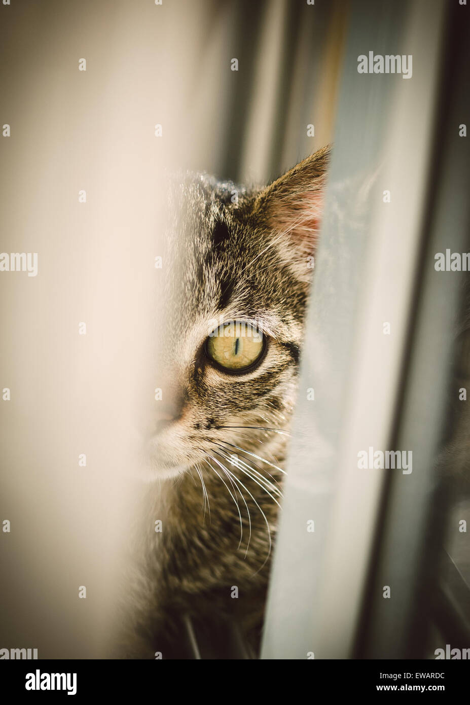 Half face cat hi-res stock photography and images - Alamy
