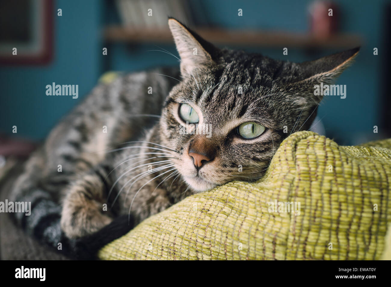 Cat rest in the top of a couch and looking at camera Stock Photo - Alamy
