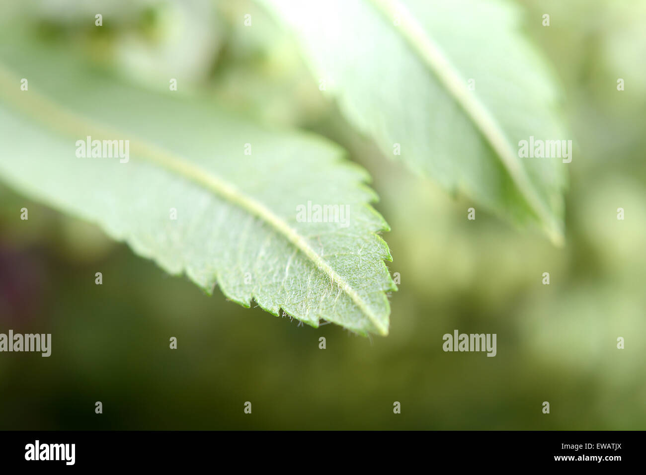 close up of green leave Stock Photo - Alamy
