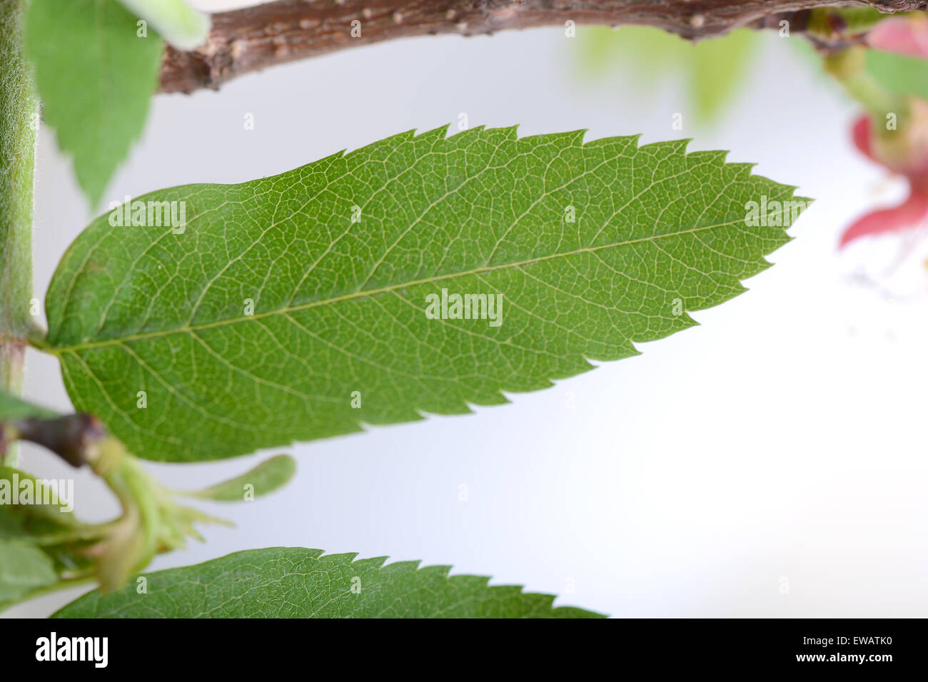 close up of green leave Stock Photo - Alamy