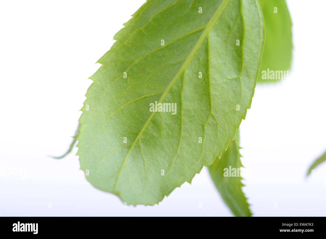 Green leaf background hi-res stock photography and images - Alamy