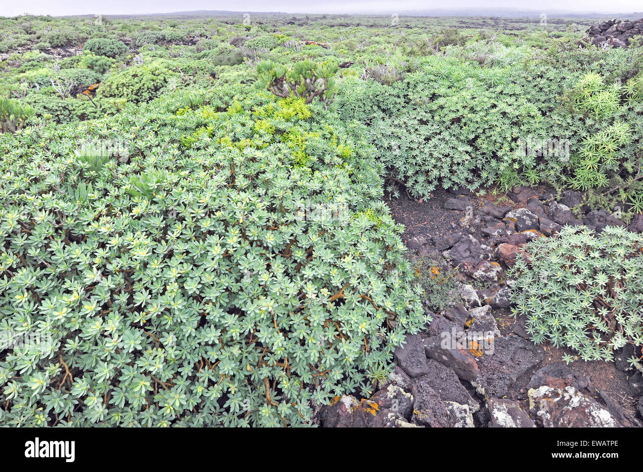 Canary Islands, Spain. Typical Canarian green bushes growing in a lava ...