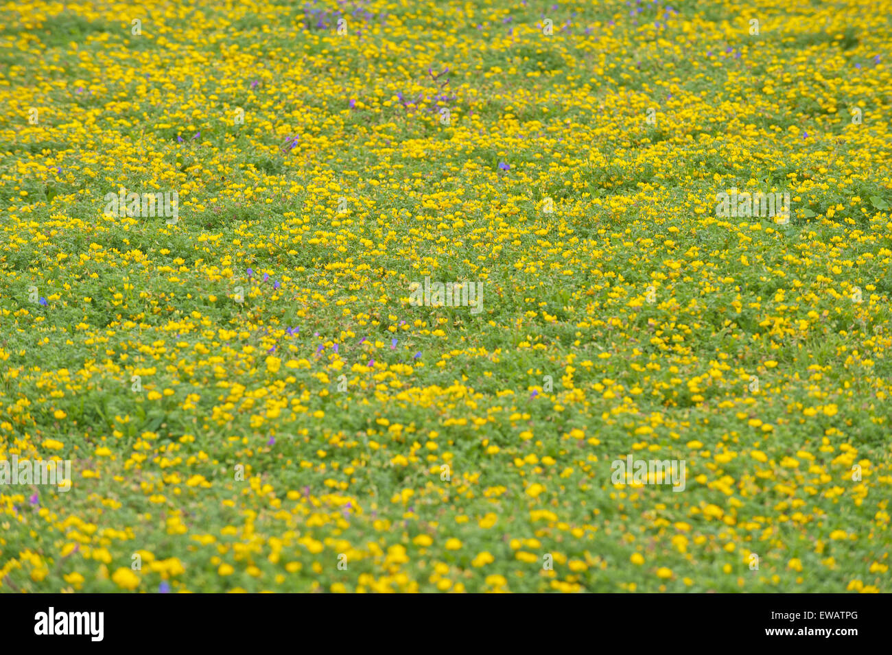 A field full of small yellow flowers Stock Photo - Alamy