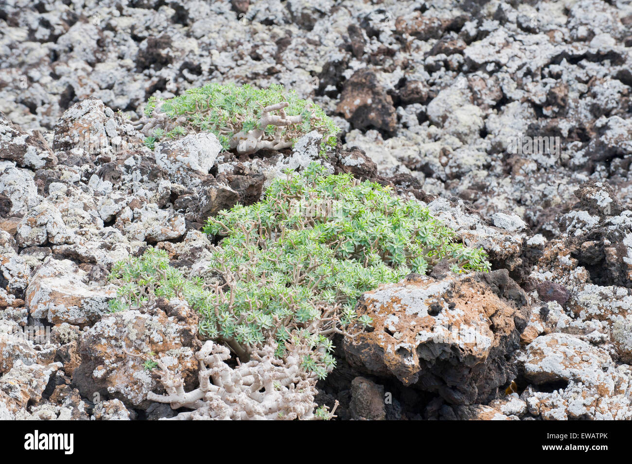 Canary Islands, Spain. Typical Canarian green bushes growing in a lava ...