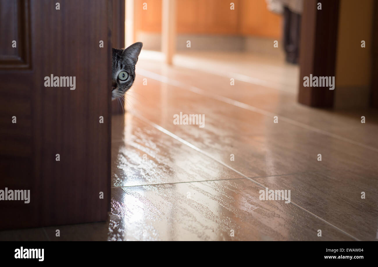 Cat hidden behind a door at home Stock Photo - Alamy