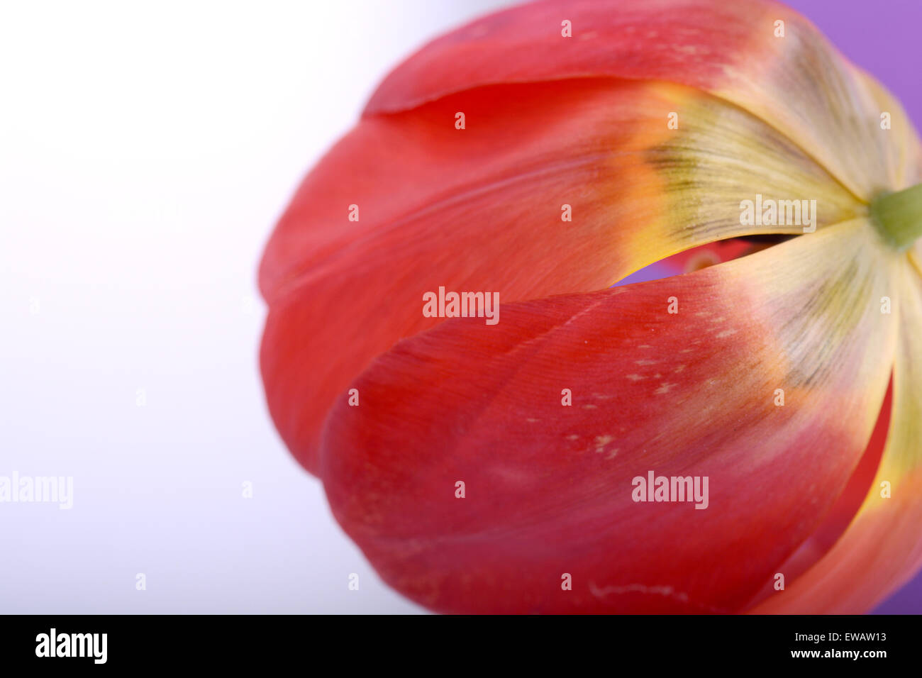 Beautiful red tulips, close-up flowers Stock Photo - Alamy