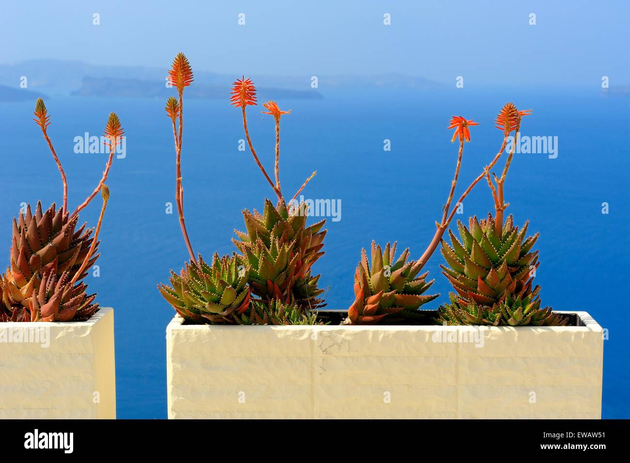 Aloe vera plants overlooking the caldera Oia,Santorini,Greece Stock ...