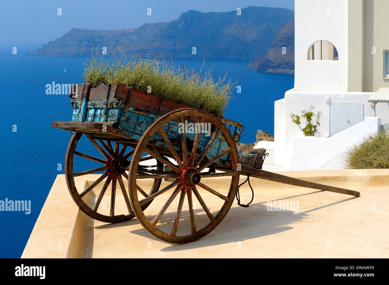 Lavender growing inside a small cart. caldera view Oia,Santorini,Greece ...
