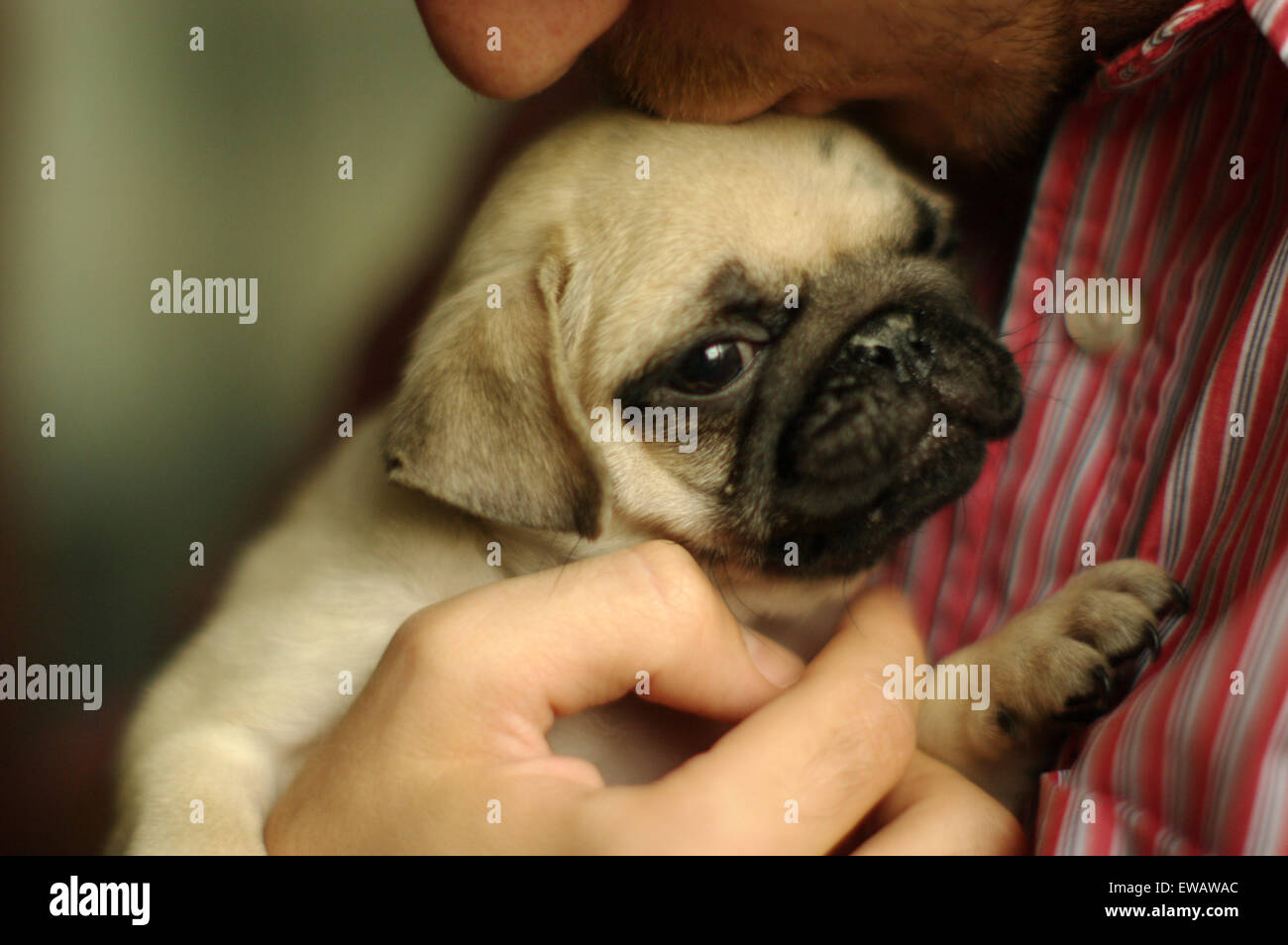 Fragile small dog Stock Photo - Alamy