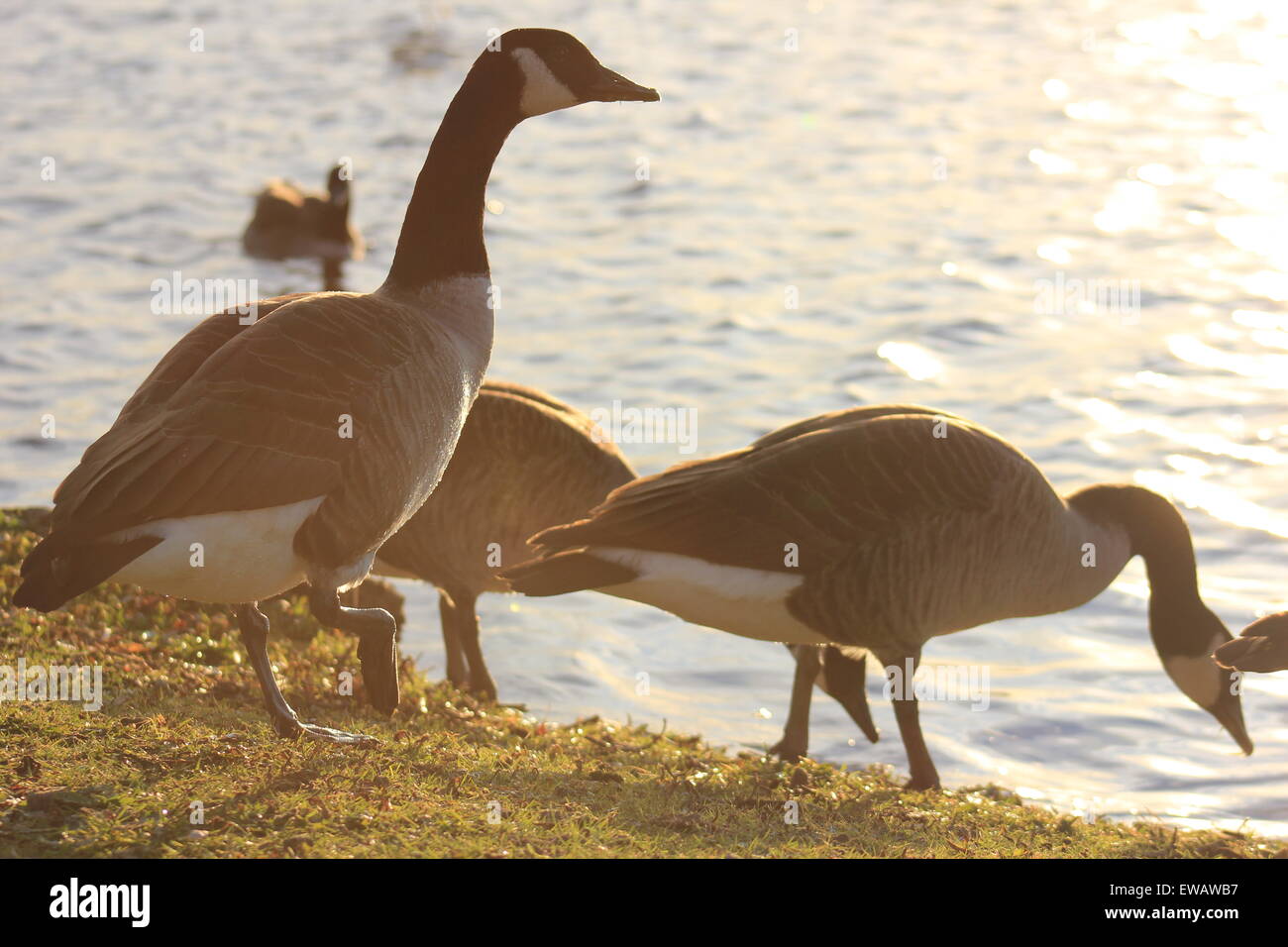 Gaggle of geese hi-res stock photography and images - Alamy