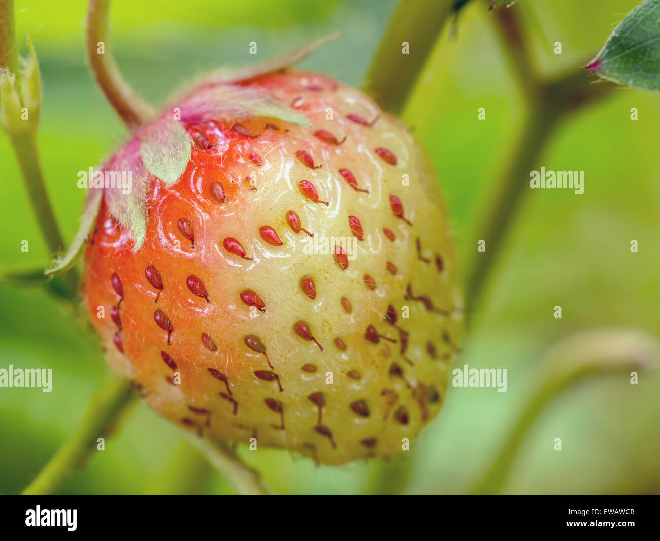 Strawberries ripening garden hi-res stock photography and images - Alamy