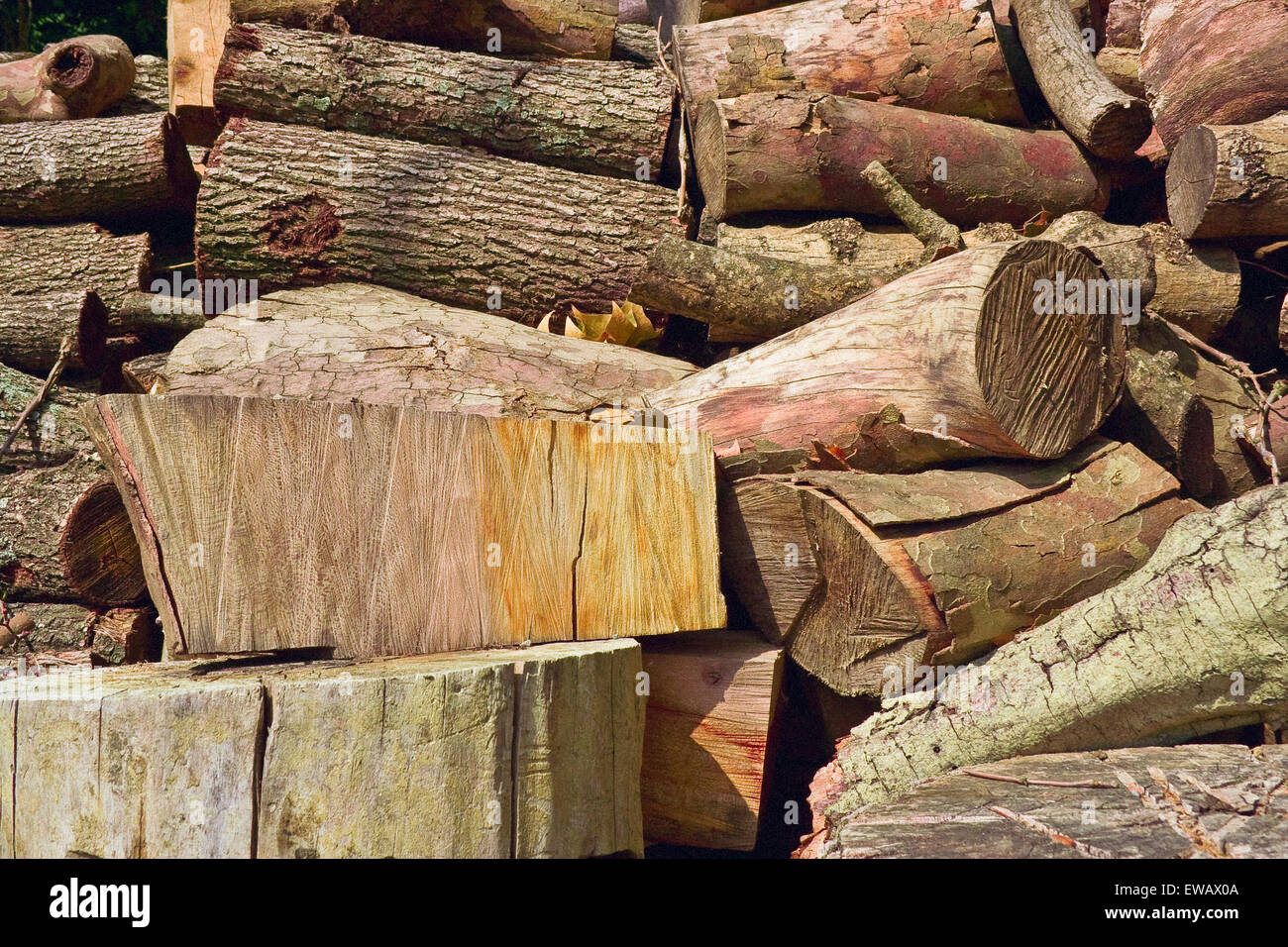 Axed tree hi-res stock photography and images - Alamy
