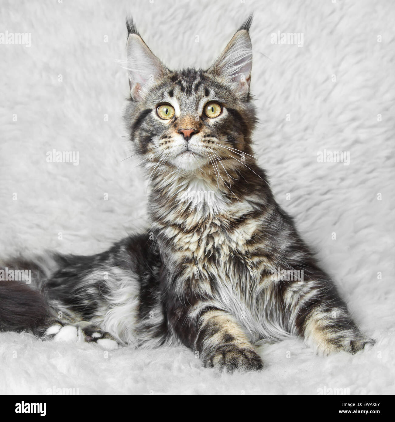 Tabby black maine cone cat posing on white background fur Stock Photo ...