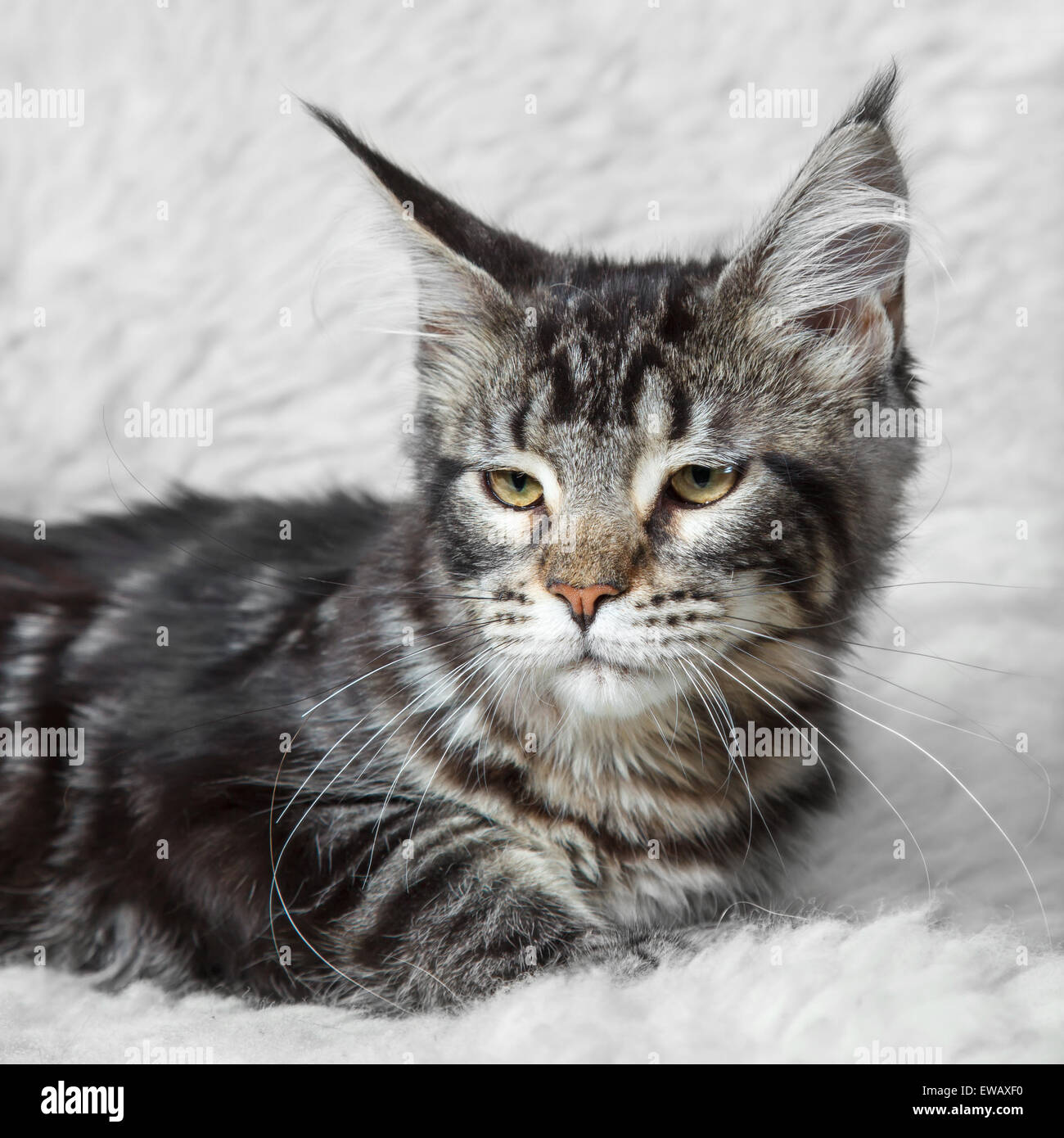 Black tabby maine cone cat posing on white background fur Stock Photo ...