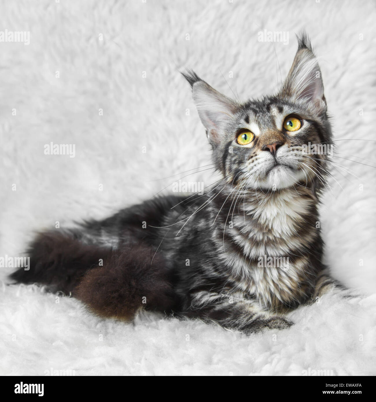 Black tabby maine cone cat posing on white background fur Stock Photo ...