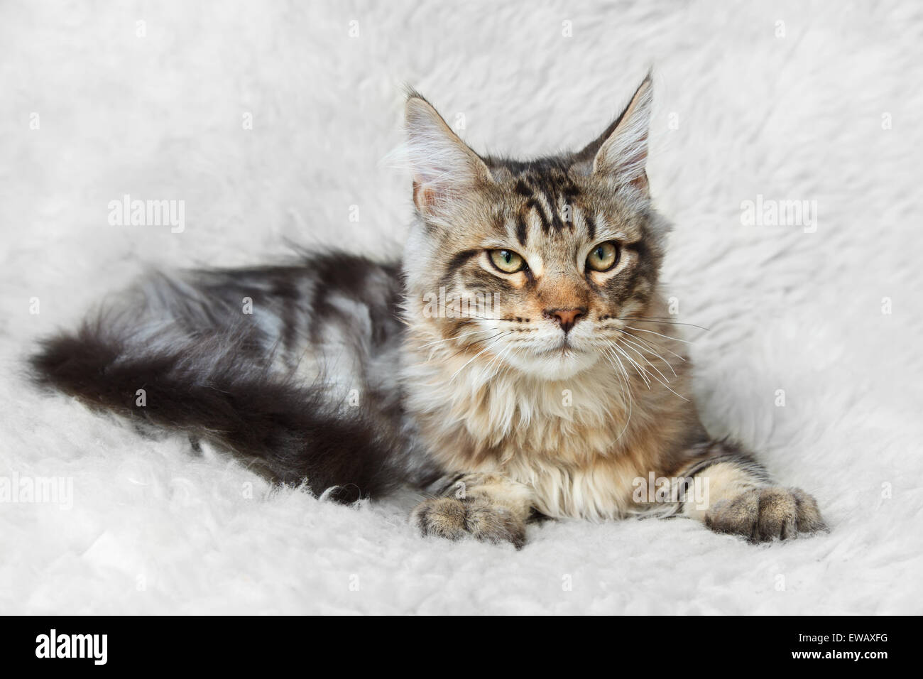 Black silver tabby maine cone cat posing on white background fur Stock ...