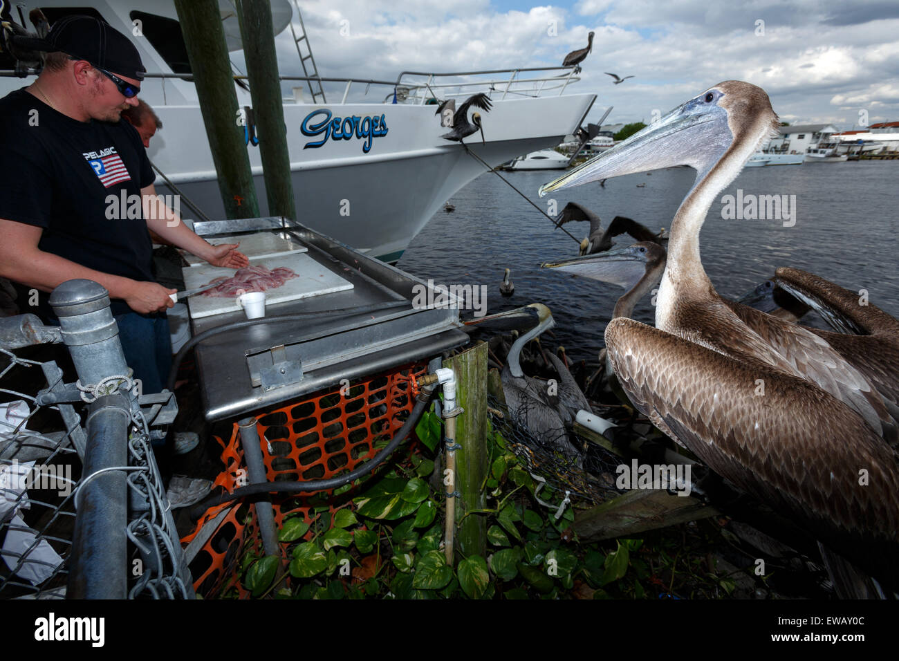 Bird watching opportunities hi-res stock photography and images - Alamy