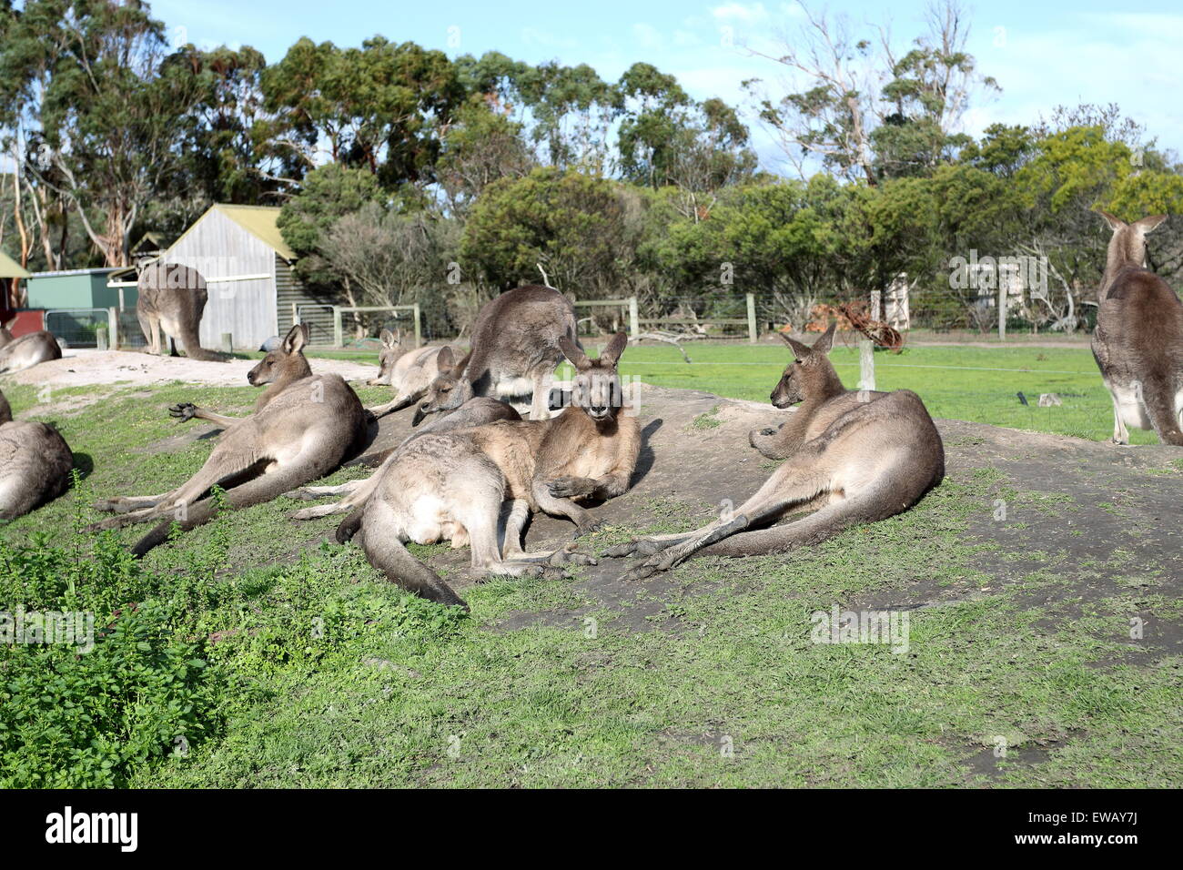 Eastern grey kangaroo family macropus hi-res stock photography and ...