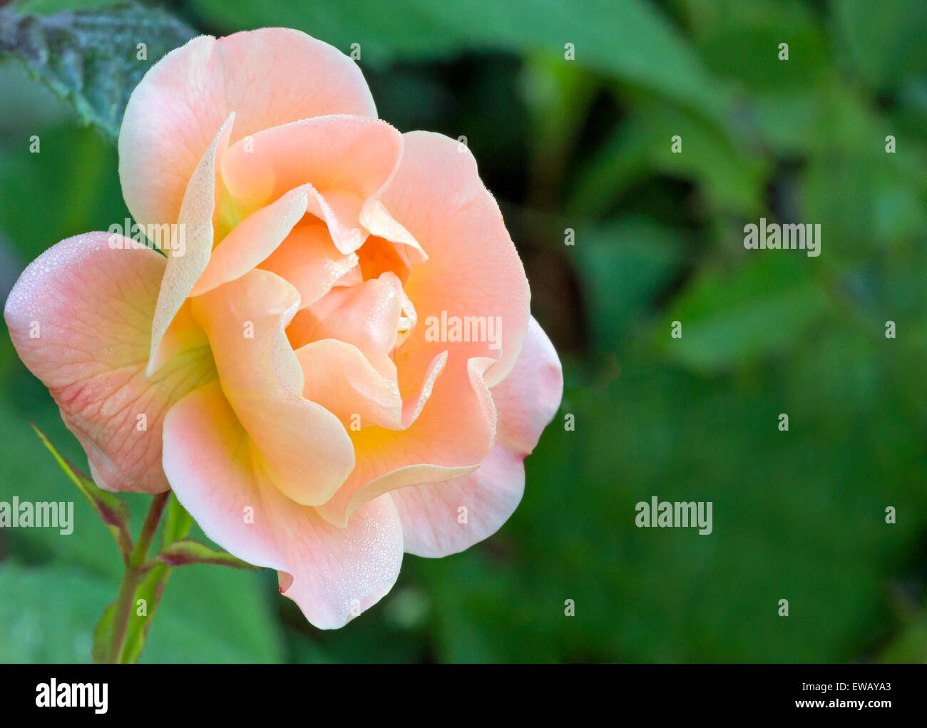 Carpet rose hi-res stock photography and images - Alamy