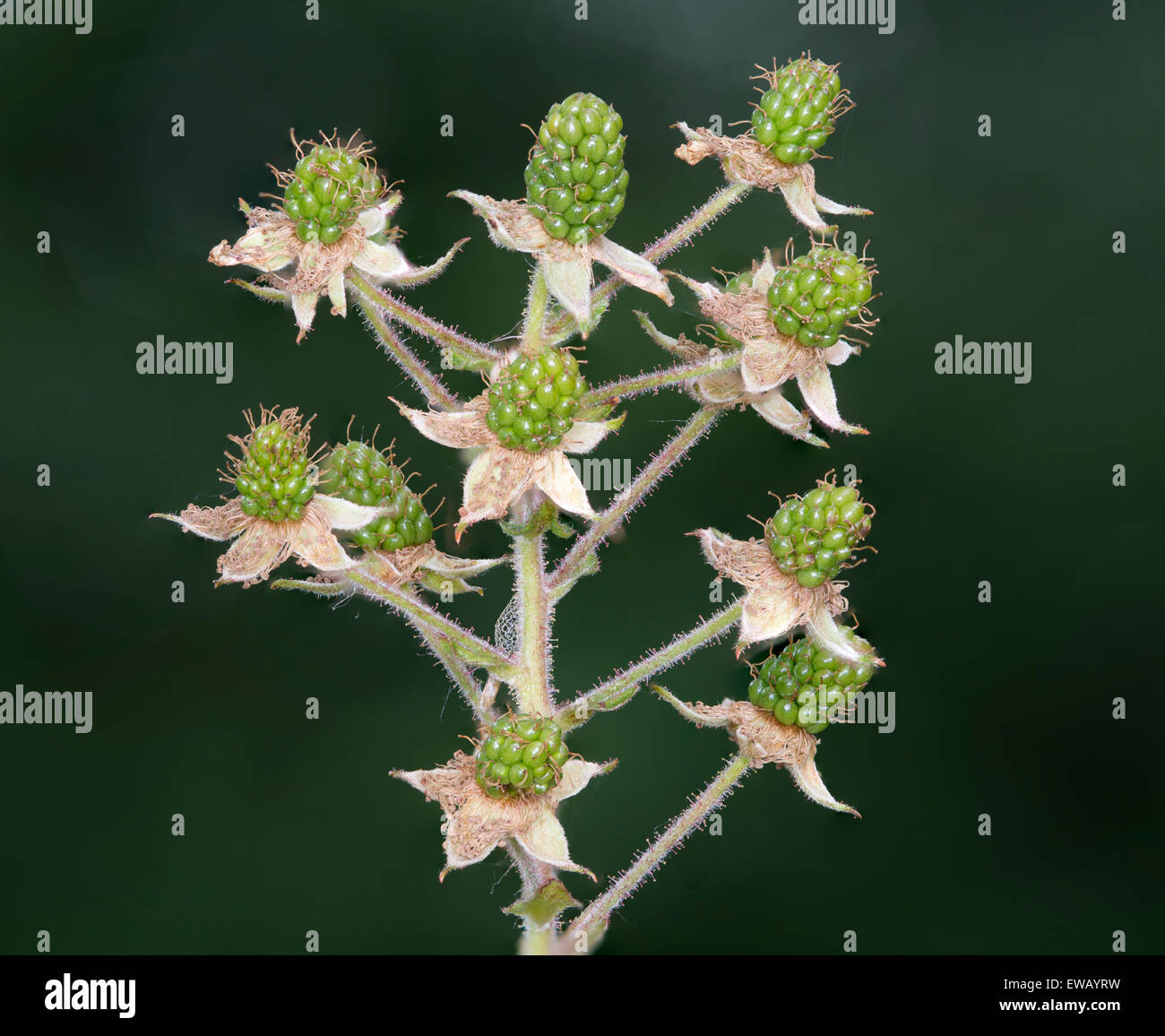 Spring close up ripening hi-res stock photography and images - Alamy