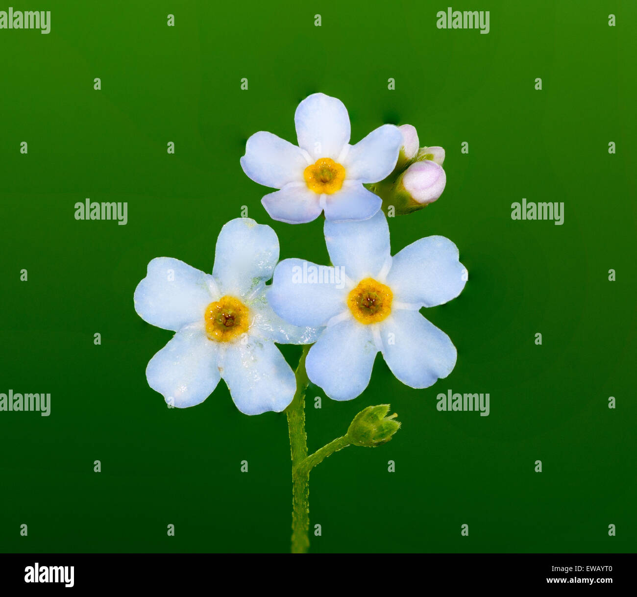Macro closeup of Forget Me Not flowers Stock Photo - Alamy