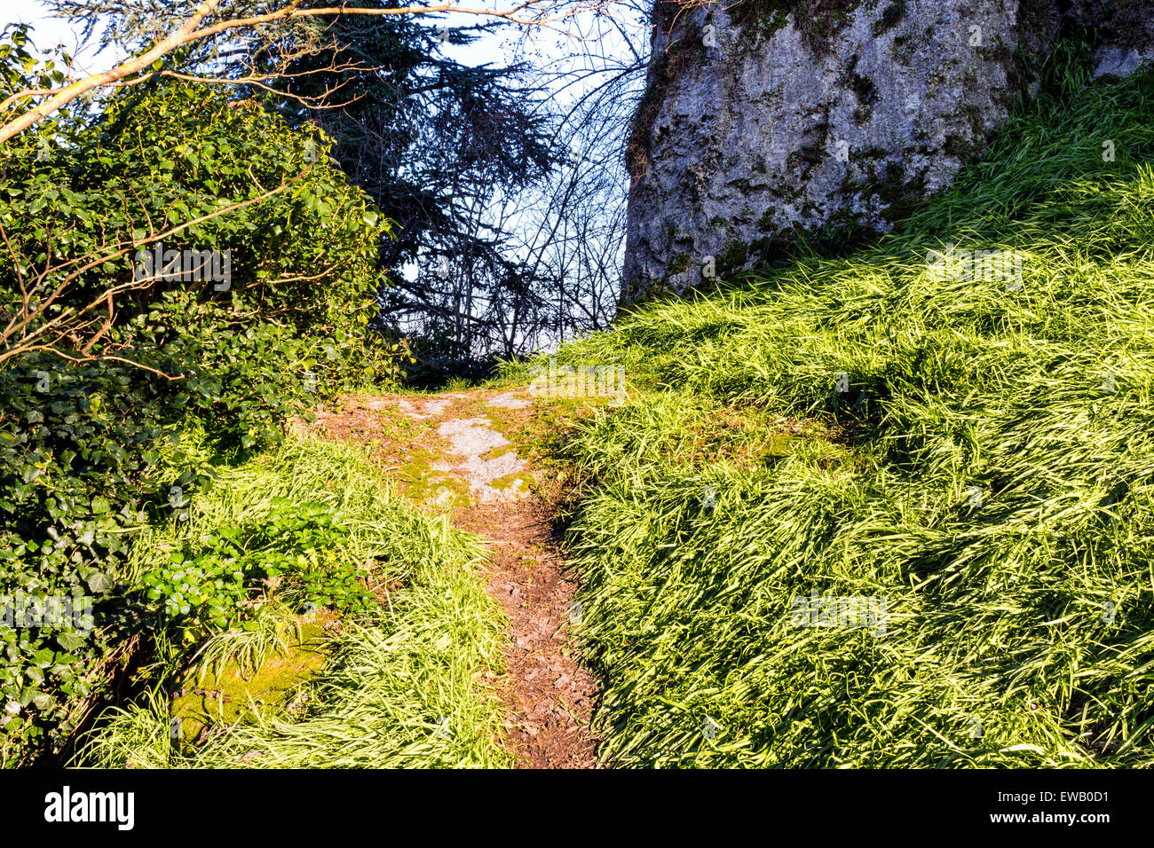 Walk path between shrubs and green grass Stock Photo - Alamy