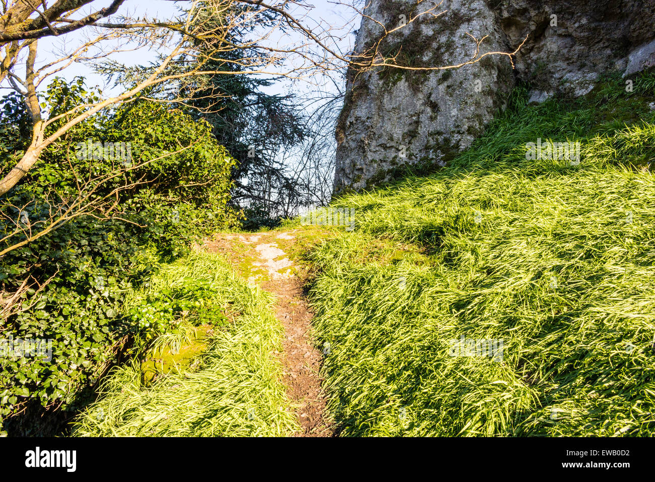 Walk path between shrubs and green grass Stock Photo - Alamy