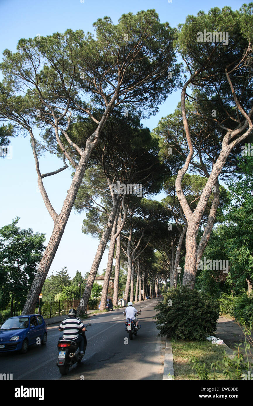 Spectacular line of trees along road leading into Firenze just south of ...