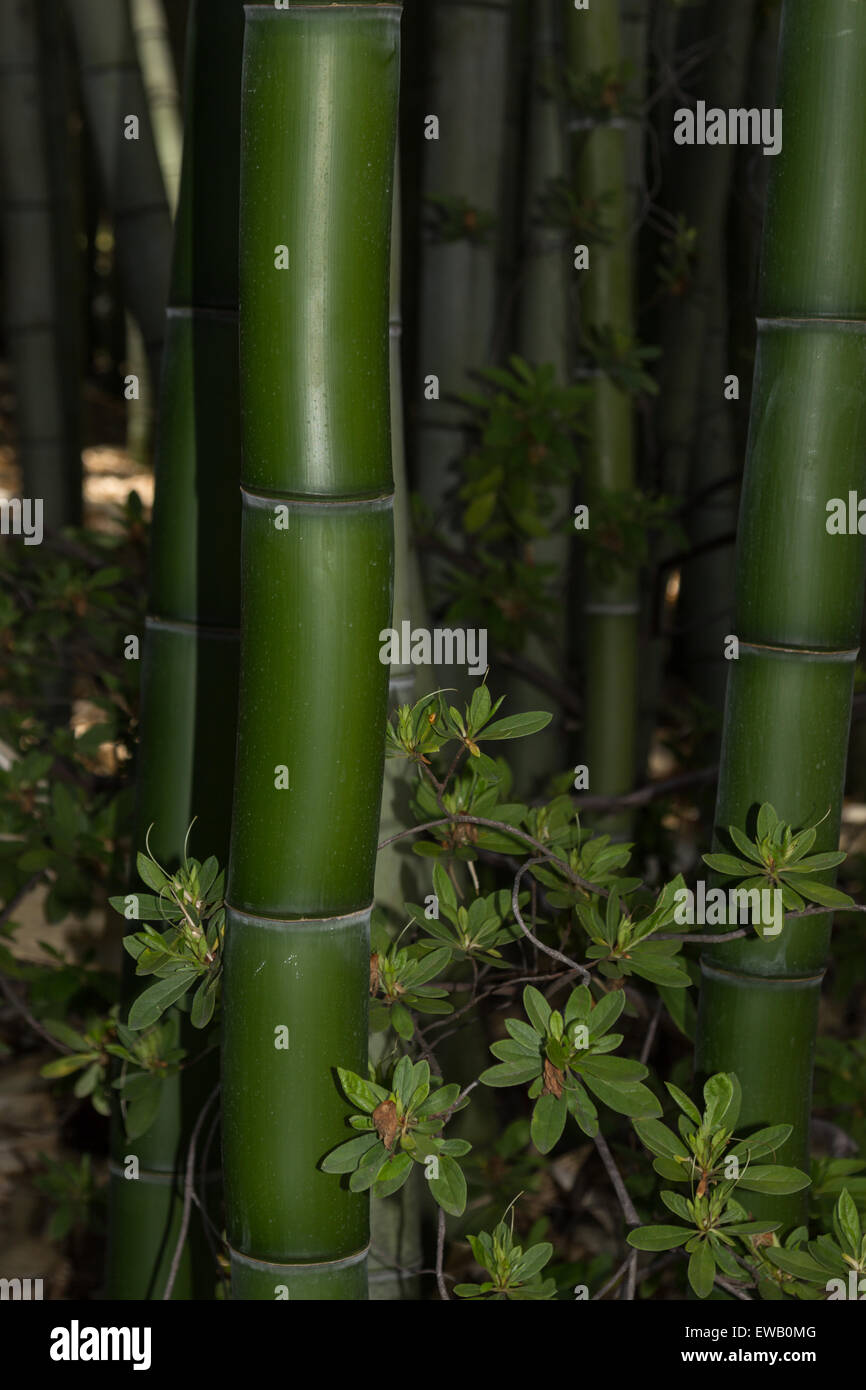 Emerald green bamboo hi-res stock photography and images - Alamy