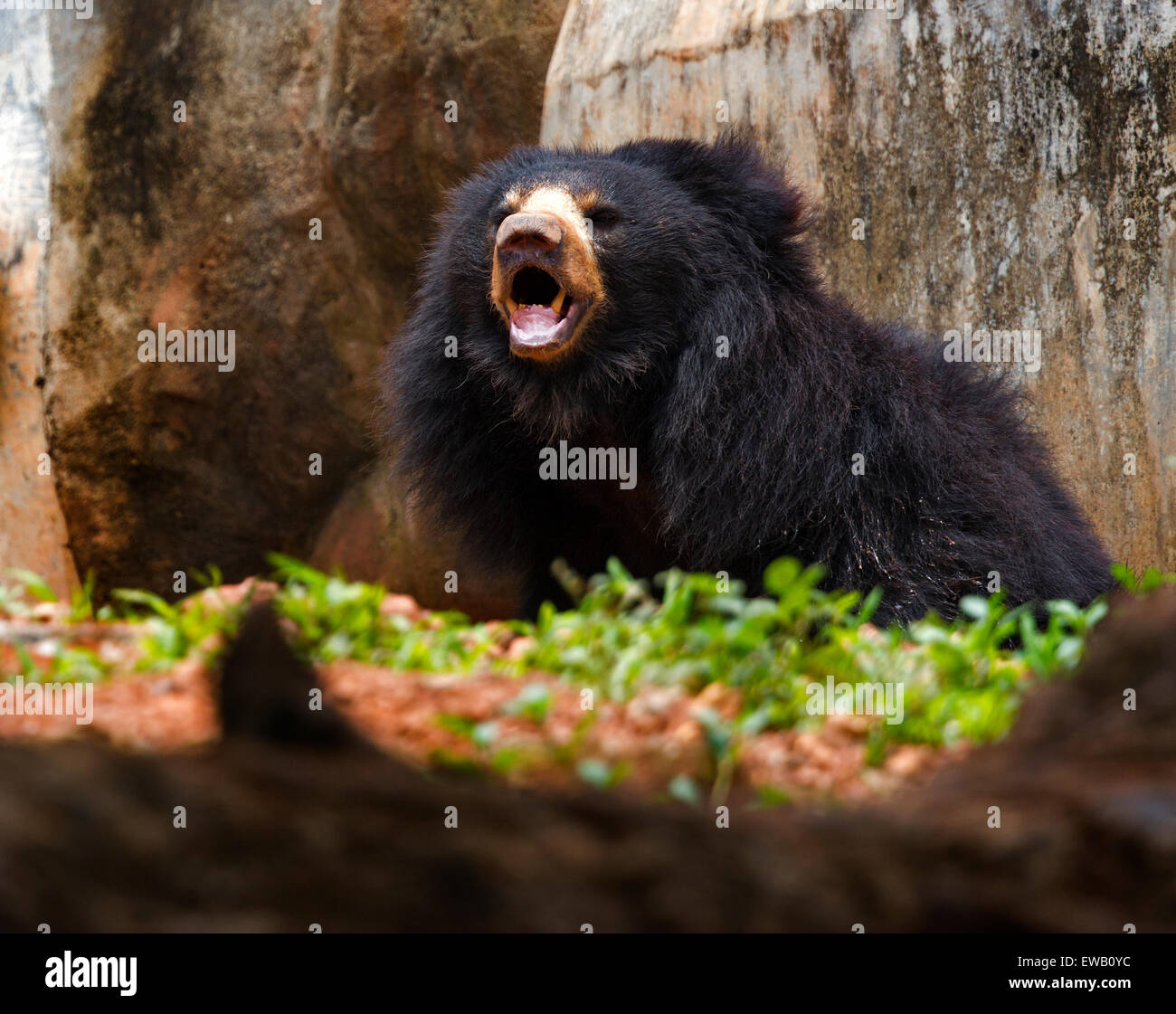 Himalayan Bear Stock Photo - Alamy