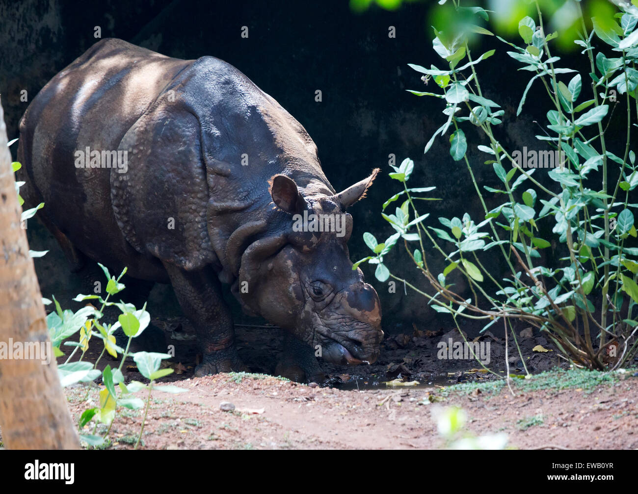 Asian One horned Rhinoceros (Rhinoceros unicornis Stock Photo - Alamy