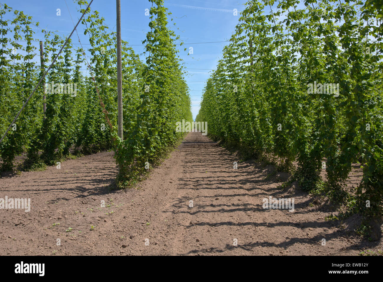 Willamette hops hi-res stock photography and images - Alamy