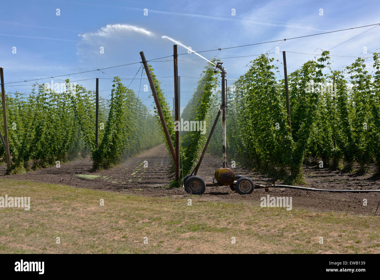 Agriculture and farming hops in the Willamette valley Oregon Stock ...
