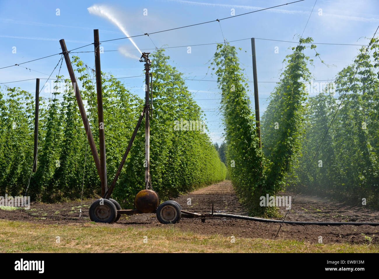 Willamette hops hi-res stock photography and images - Alamy