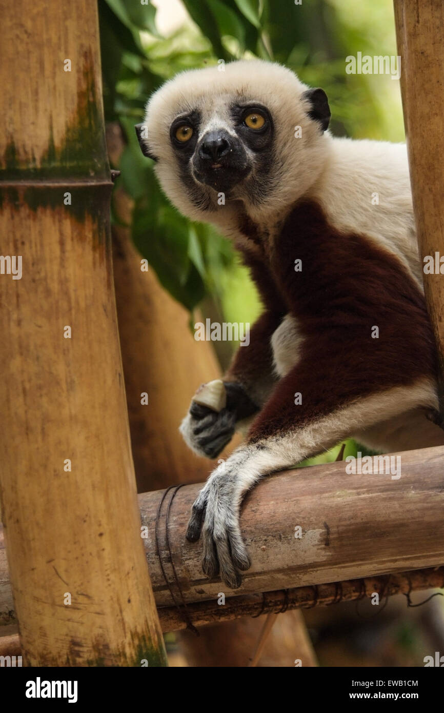Coquerel's Sifaka (Propithecus coquereli), Madagascar Stock Photo - Alamy