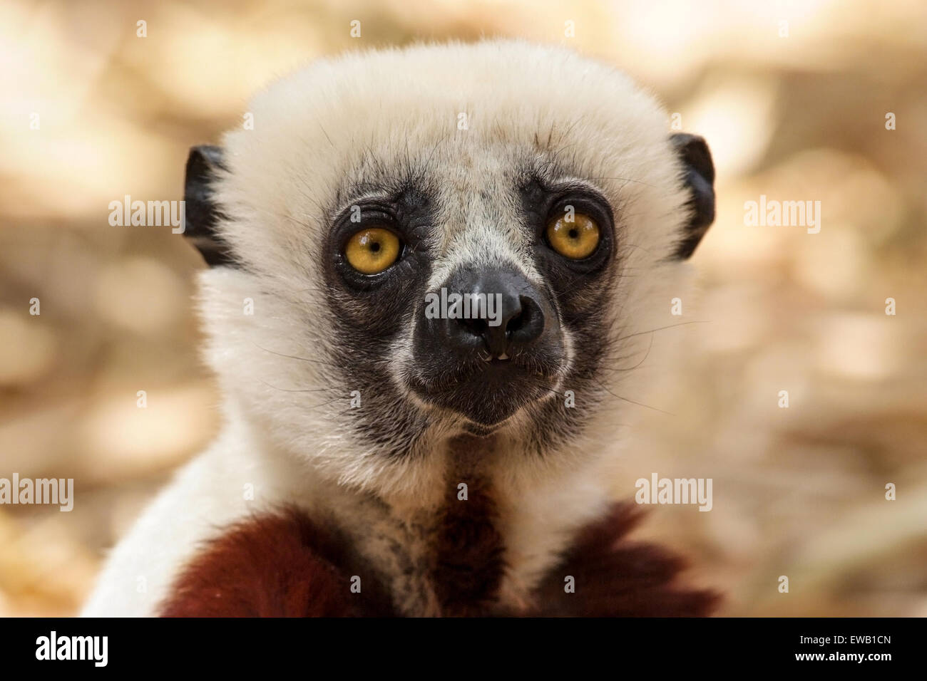 Coquerel's Sifaka (Propithecus coquereli), Madagascar Stock Photo - Alamy
