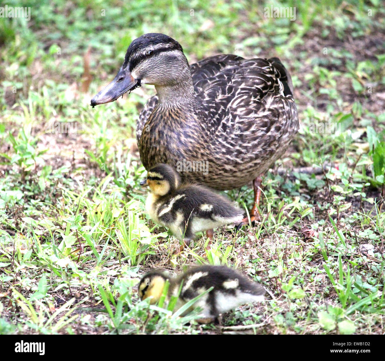 Duck and ducklings Stock Photo - Alamy