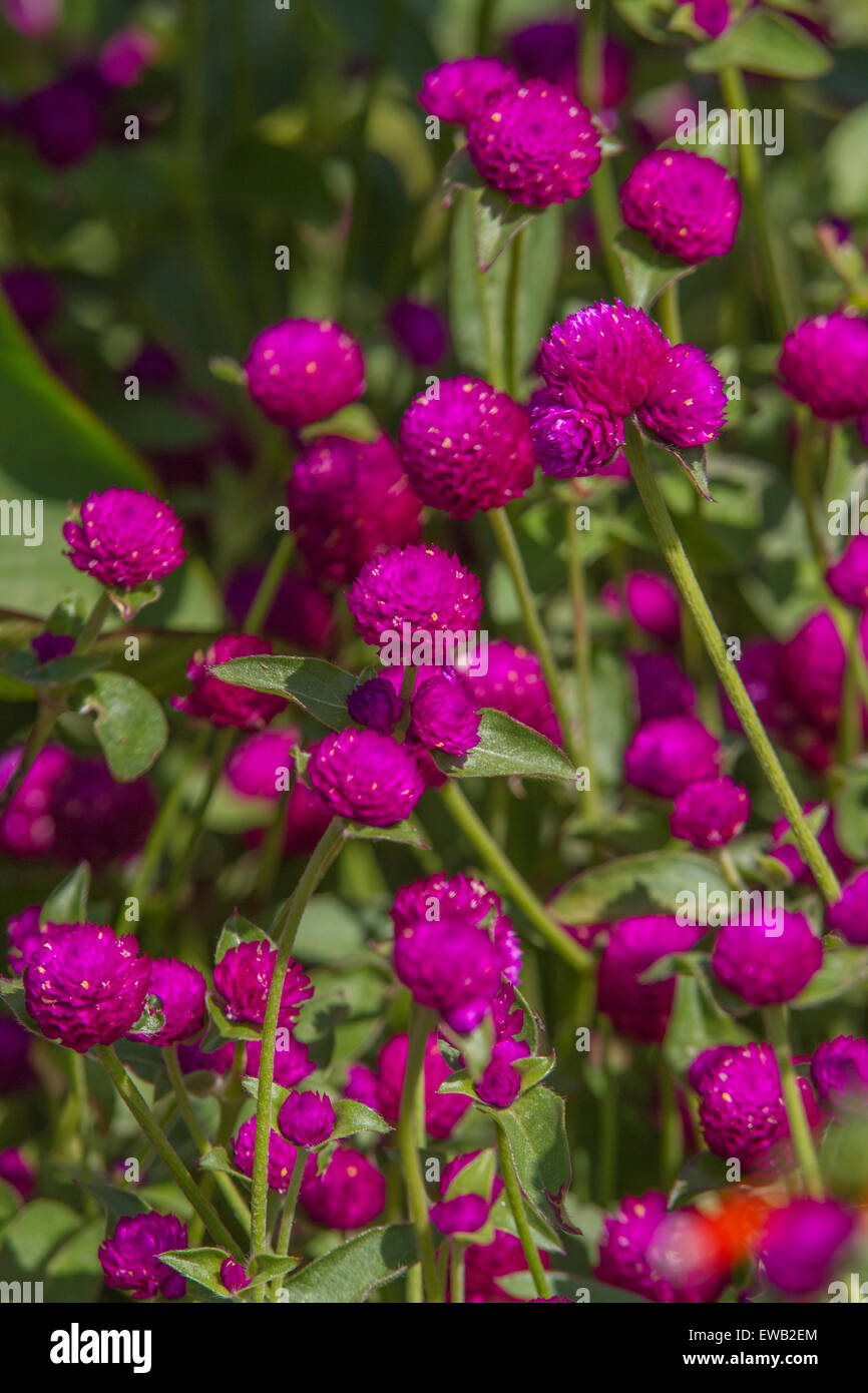Flower together hi-res stock photography and images - Alamy
