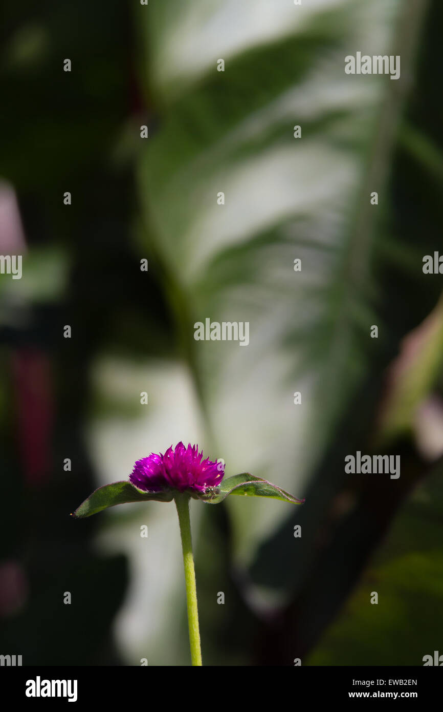 Lovely garden flower hi-res stock photography and images - Alamy