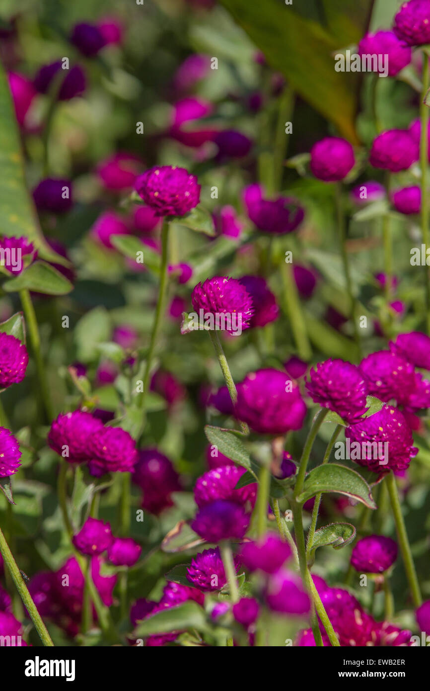 Garden contrast hi-res stock photography and images - Alamy