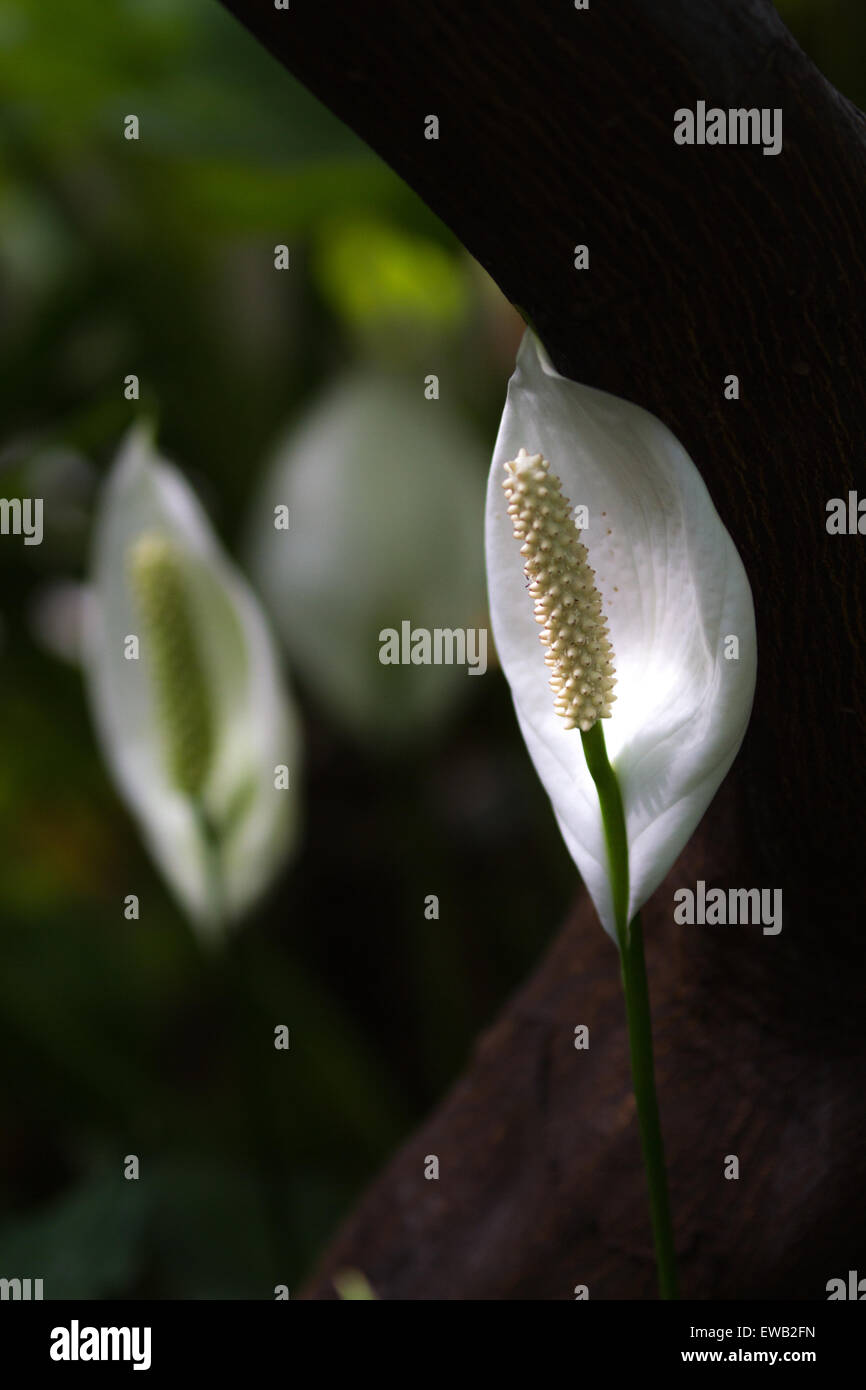 Unity flower hi-res stock photography and images - Alamy