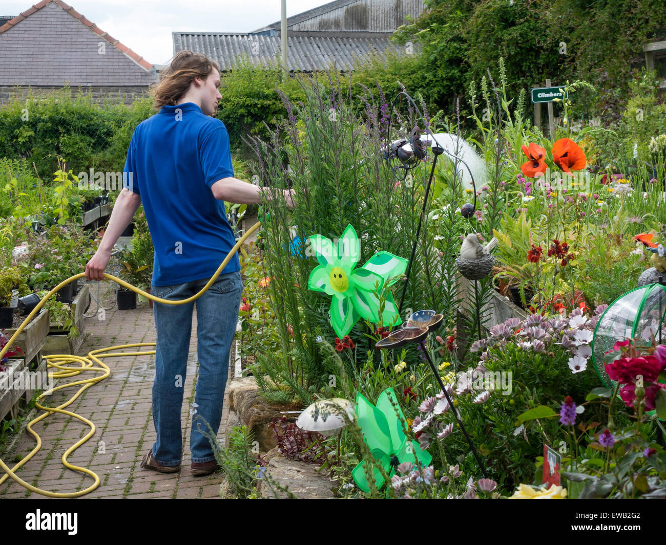 Garden Centre worker workman watering plants using a hose Stock Photo ...