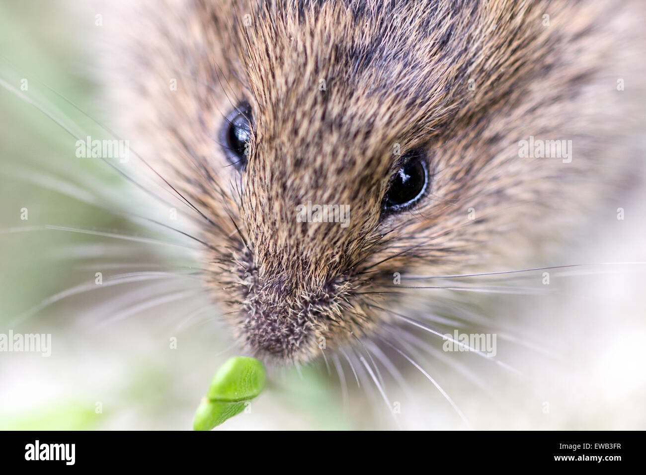 A field mouse eating a green leaf Stock Photo - Alamy