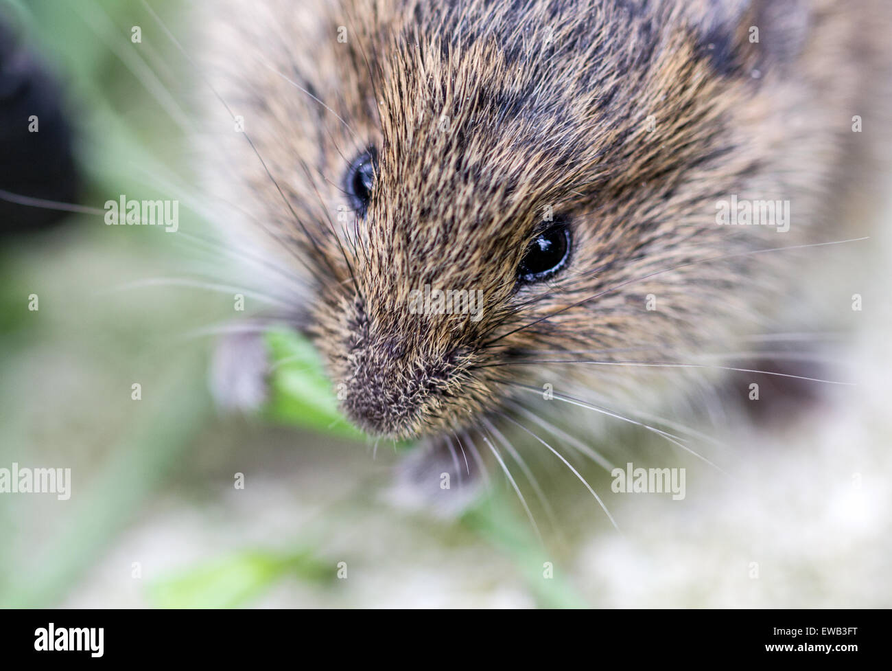 A field mouse eating a green leaf Stock Photo - Alamy