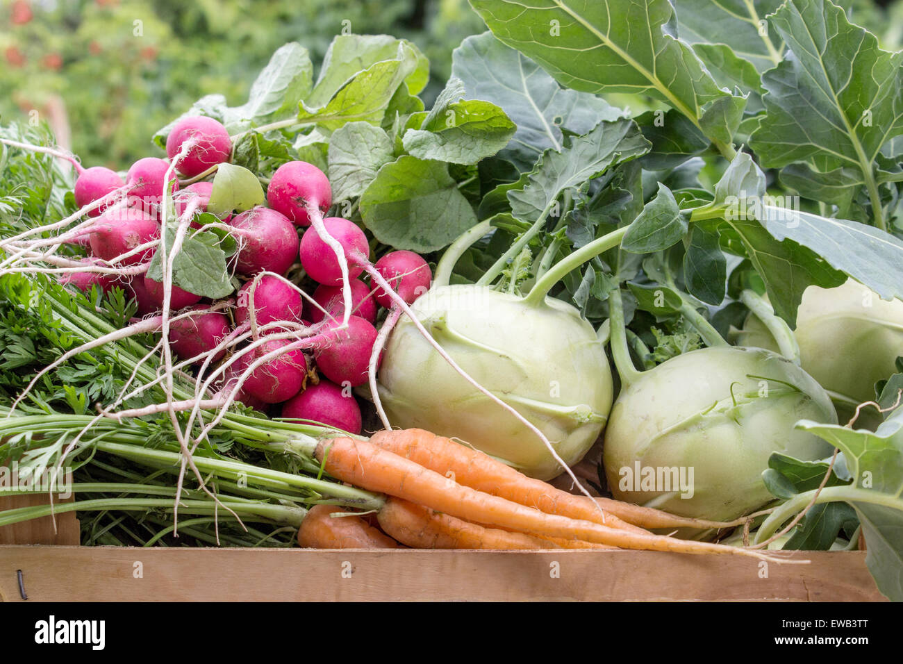 fresh Turnip, carrots and radishes Stock Photo - Alamy